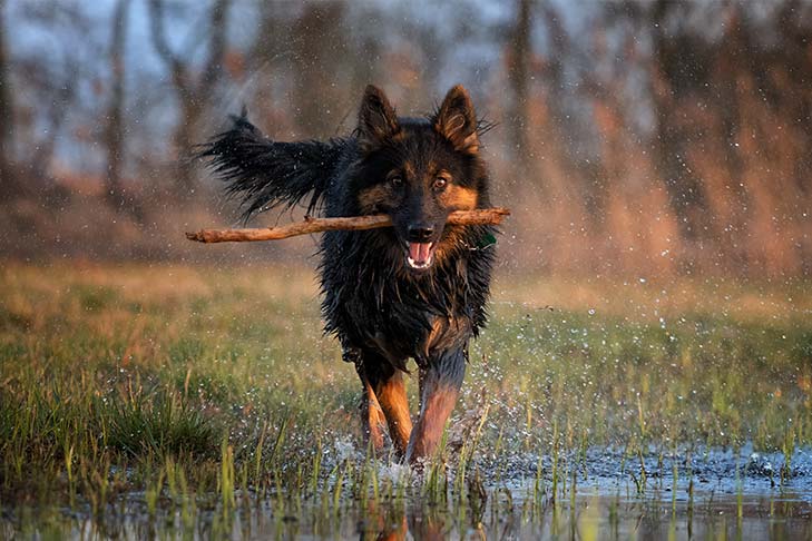 Bohemian Shepherd Puppies For Sale - AKC PuppyFinder