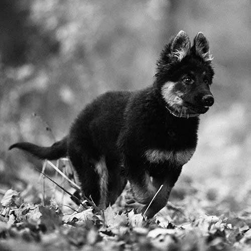 Bohemian Shepherd Dog Breed Information - American Kennel Club