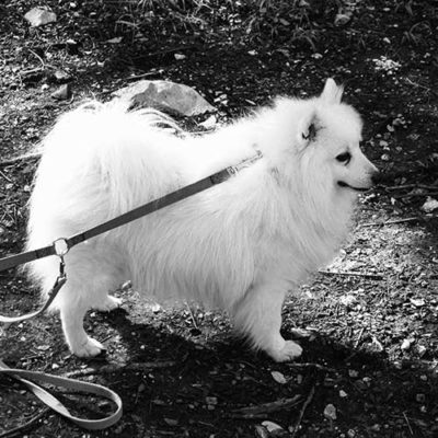 Japanese Spitz Dog Breed Information - American Kennel Club