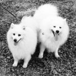 Japanese Spitz Dog Breed Information - American Kennel Club
