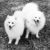 Japanese Spitz Dog Breed Information - American Kennel Club