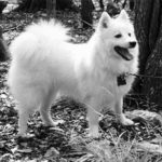 Japanese Spitz Dog Breed Information - American Kennel Club