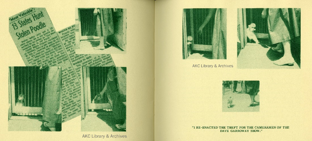 The Disappearance of Masterpiece the Poodle: Part 2