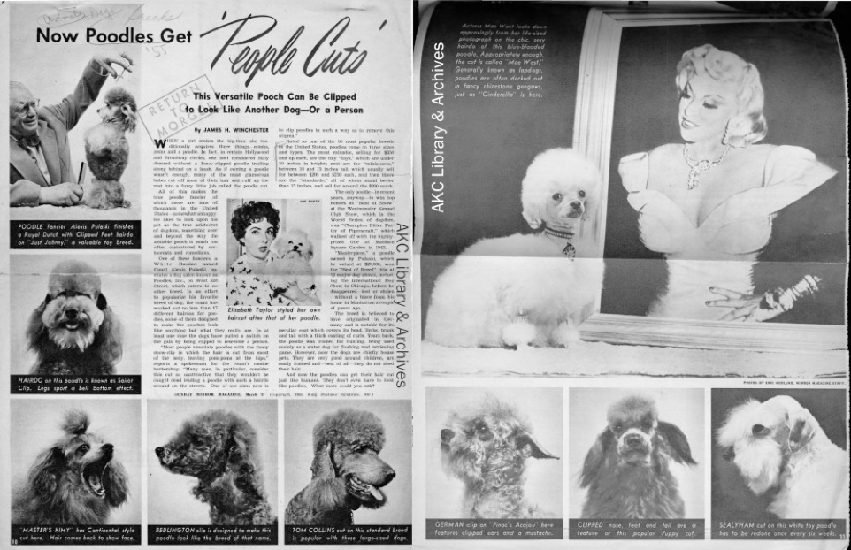 The Disappearance of Masterpiece the Poodle: Part 2