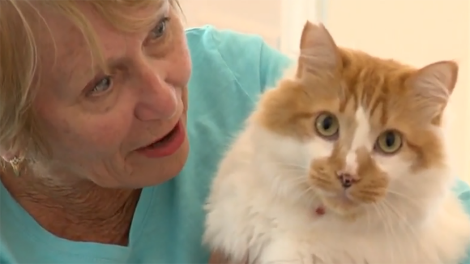 AKC Reunite Helps Family Find Missing Cat After Three Years