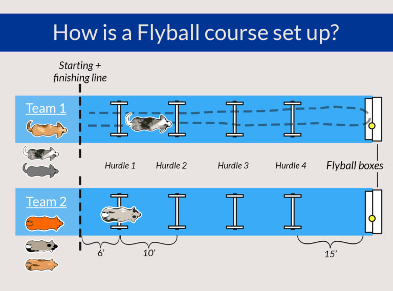 Flyball 101: How to Compete in Flyball for Dogs – American Kennel Club