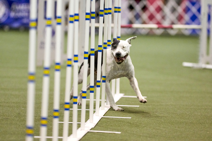 How Do Dog Agility Competitions Work? - AKC: Health - CairnTalk