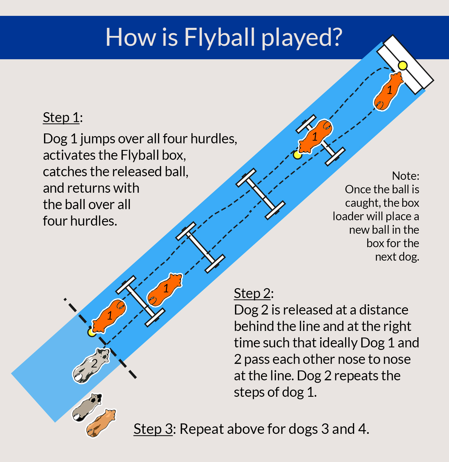 Flyball 101: How to Compete in Flyball for Dogs – American Kennel Club