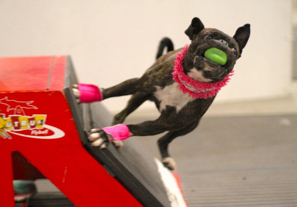 Flyball 101: How to Compete in Flyball for Dogs – American Kennel Club
