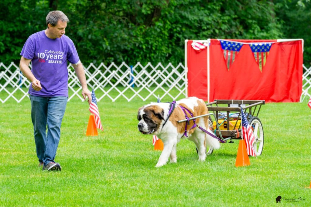 Dog Sports & Agility Competitions: Canine Sport & Obedience