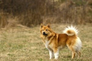 Spitz Breeds: Meet These Beautiful and Wolf-Like Dog Breeds