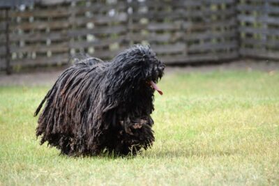 Puli History: Where the Breed Originated