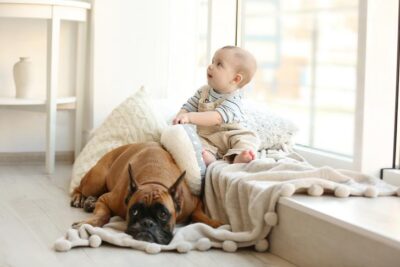 How to Introduce Your Dog to Your New Baby – American Kennel Club