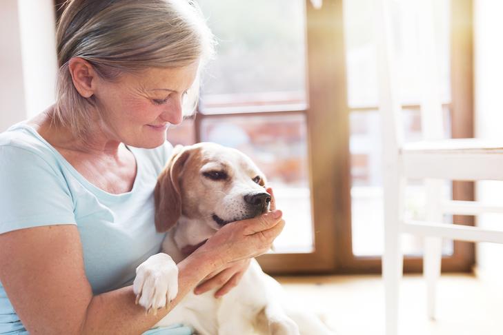 9 Adventures To Have With Your Senior Dog - AKC: Health - CairnTalk