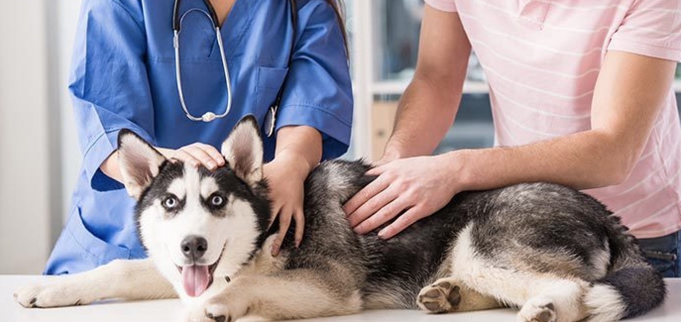 Personalized Medicine For Dogs: Exploring Targeted Treatment Methods