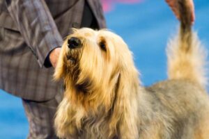 The Attraction of Rare Breeds: The Joys of Owning an Uncommon Dog