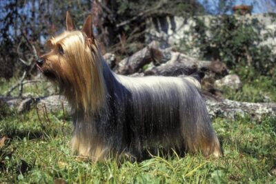 Yorkshire Terrier vs. Silky Terrier: How to Tell the Difference
