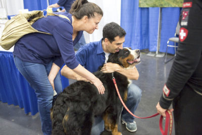 Dog Breeds – American Kennel Club