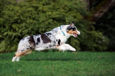 Australian Shepherd History: Where the Breed Originated