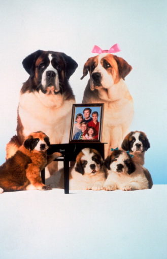 Saint Bernard History: The Original Rescue Dogs of the Italian-Swiss ...
