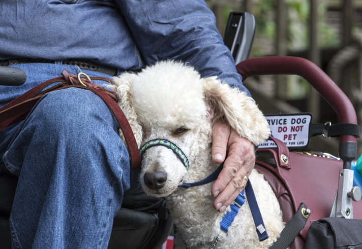 Most Popular Service Dog Breeds – American Kennel Club