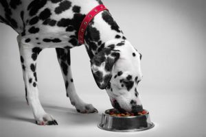 Do Dogs Need Meat in Their Diets? – American Kennel Club