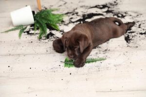 Intestinal Blockage in Dogs: Signs, Symptoms, Treatments