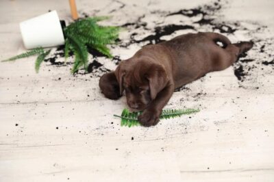 Intestinal Blockage in Dogs: Signs, Symptoms, Treatments