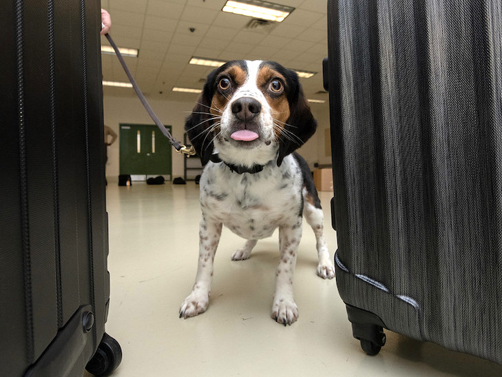 Meet the Beagle Brigade, USDA's Detector Dogs – American Kennel Club