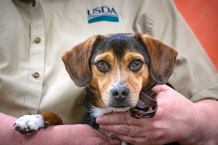 Meet the Beagle Brigade, USDA's Detector Dogs – American Kennel Club