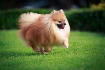 10 Fluffy Dog Breeds: Fuzzy, Long-Coated Canines Worth Cuddling