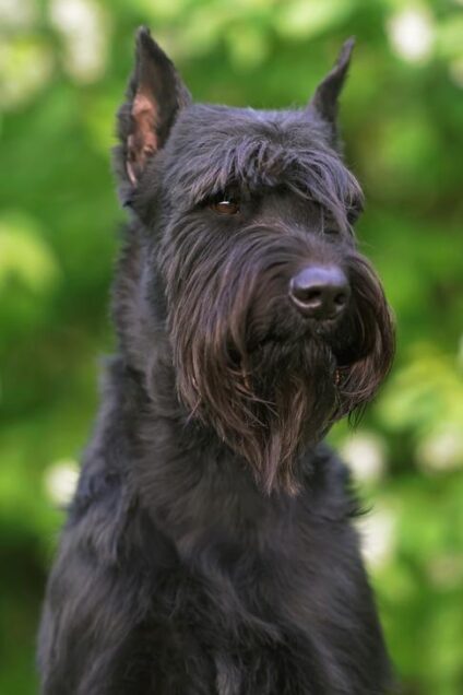Facts About the Giant Schnauzer That You May Not Know