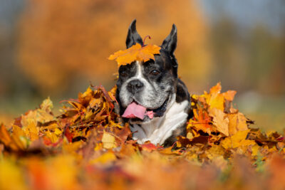 Fun Facts About the Boxer That You May Not Know