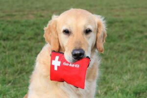 First Aid for Dogs: Everything You Need to Know – American Kennel Club