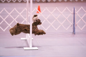 5 Popular Dog Sports That Any Breed Can Try – American Kennel Club