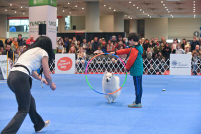 How to Get Started With AKC Trick Dog – American Kennel Club