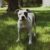 American Bulldog Dog Breed Information - American Kennel Club