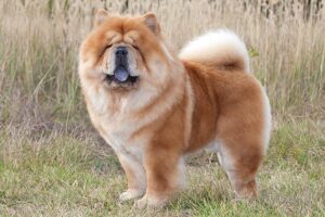 10 Dog Breeds With Curly Tails – American Kennel Club
