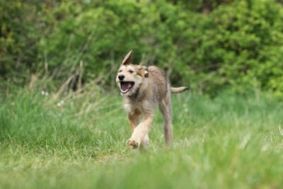 How to Control and Channel Prey Drive in Dogs on Walks