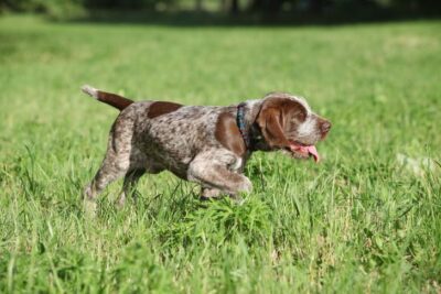 Meet the Pointer Dog Breeds of the Sporting Group