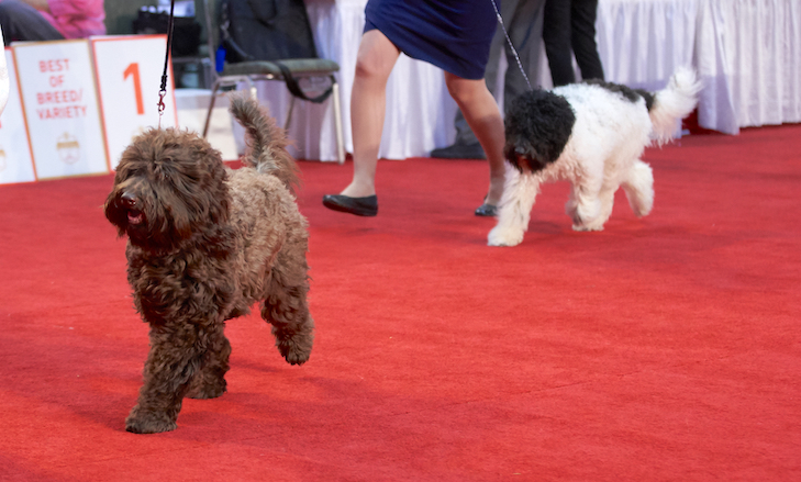 How Does a Dog Breed Become AKC-Recognized?