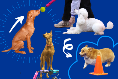 Easy Exercises for Canine Conditioning - Vital Vet