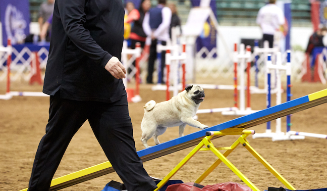 Intimidated by Agility? Try ACT (Agility Course Test)