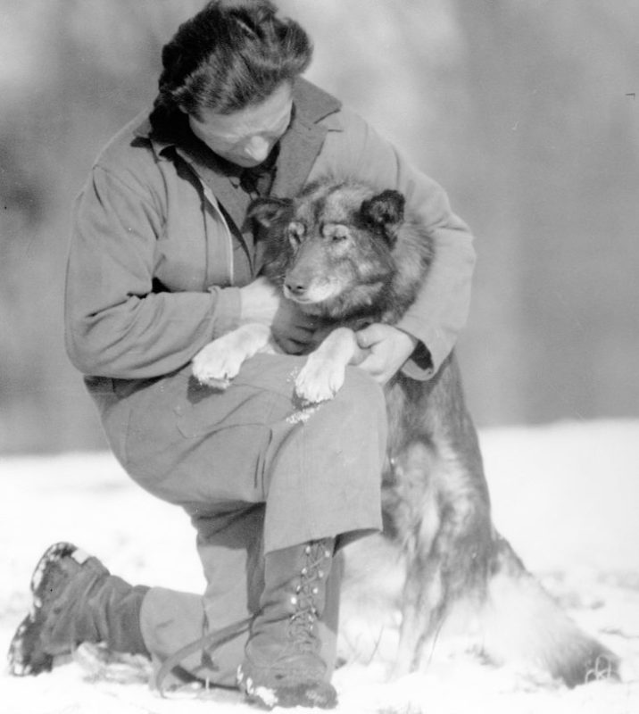 Togo: Siberian Husky & Sled Dog Hero Of The 1925 Nome Serum Run