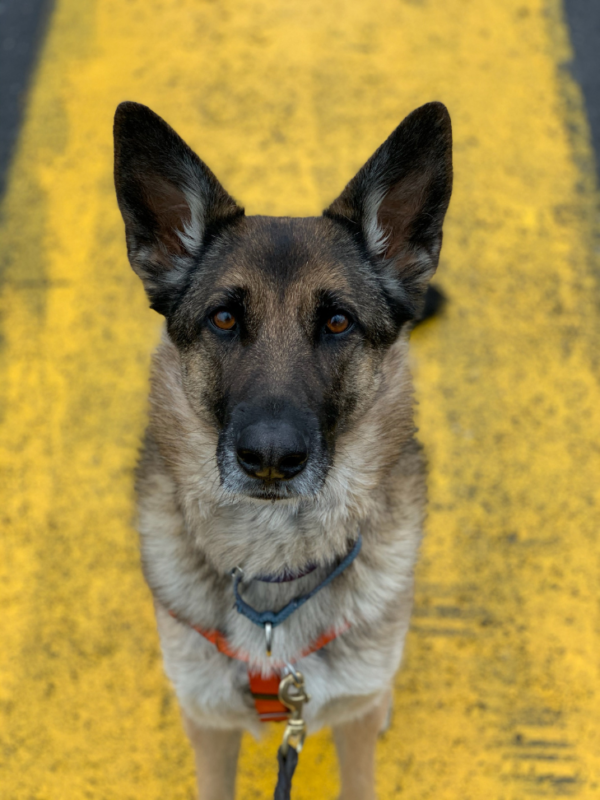 Dogs Detecting Disease: Meet America's Cancer-Sniffing Canines