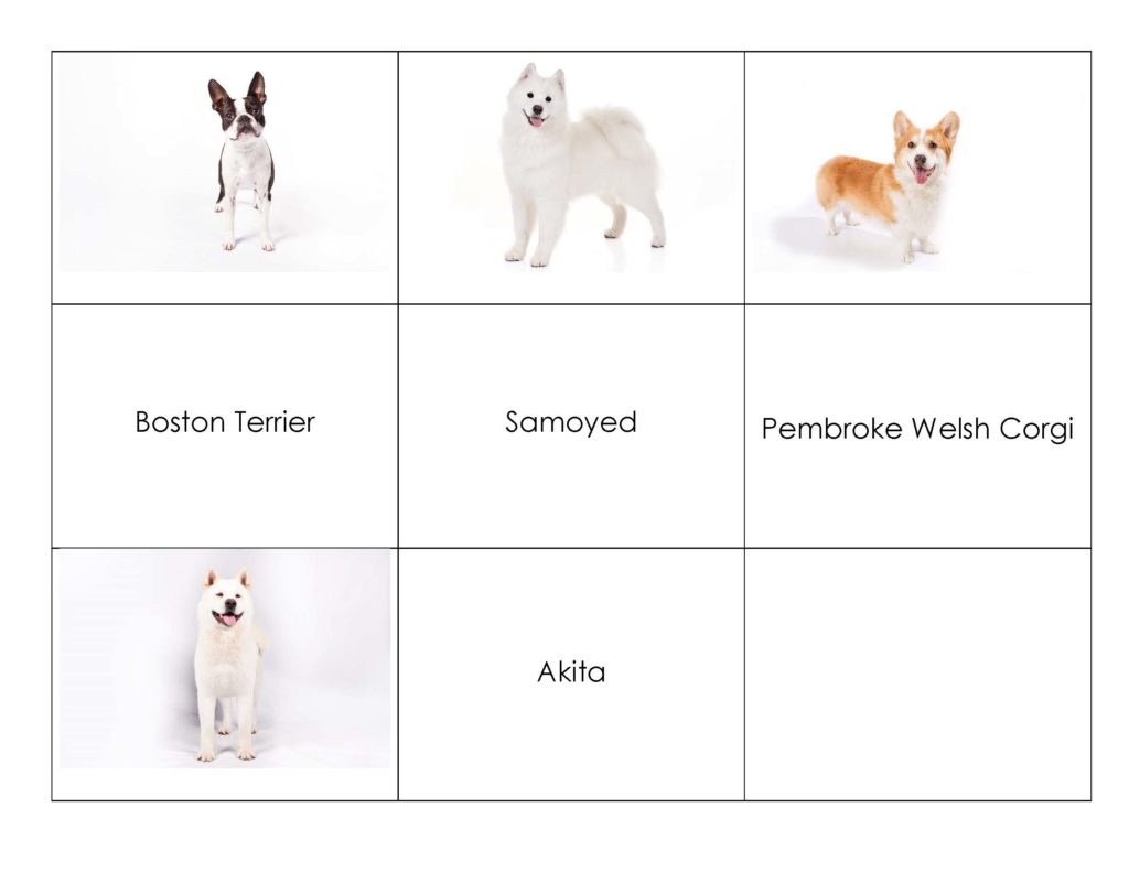 Dog Breed Matching Game – American Kennel Club