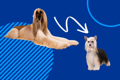 Dog Breeds – American Kennel Club