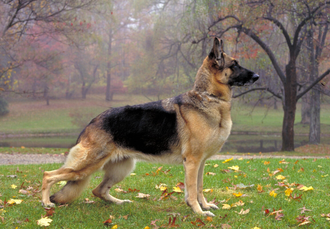 Facts About the German Shepherd Dog That You May Not Know