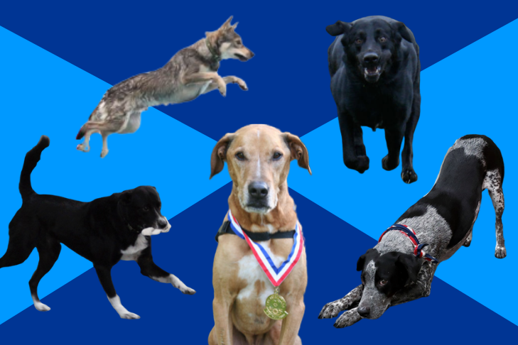 10 Years of Canine Partners: A Decade of Competitive Mixed Breed Dogs