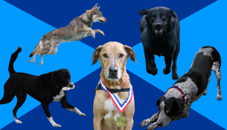 10 Years of Canine Partners: A Decade of Competitive Mixed Breed Dogs
